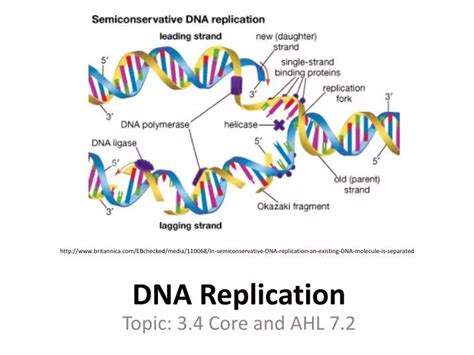 PPT DNA Replication PowerPoint Presentation Free Download ID