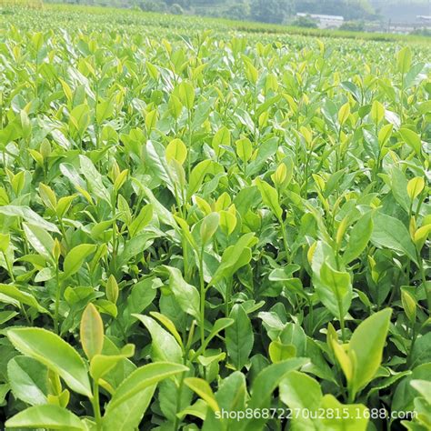 金牡丹茶苗 第2页 大山谷图库