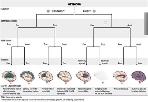 Aphasia Flowchart Diagram Quizlet