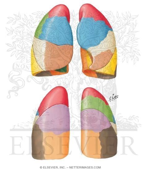 Bronchopulmonary Segments Pulmonary Segments In Relationship To Ribs