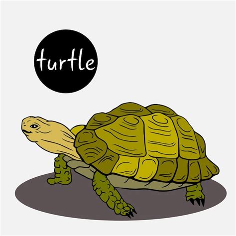 Premium Vector Green Land Turtle Highlighted On Gray Background Large