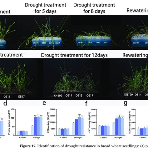 Identification Of Drought Resistance In Bread Wheat Seedlings A Download Scientific Diagram