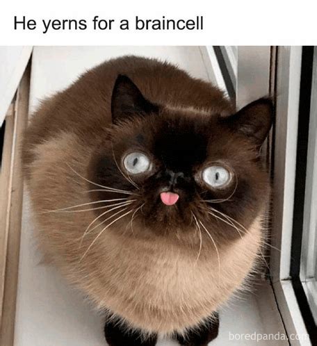 Cat Derp Brainrot Meme Cat Derp Cat Derp Discover And Share S