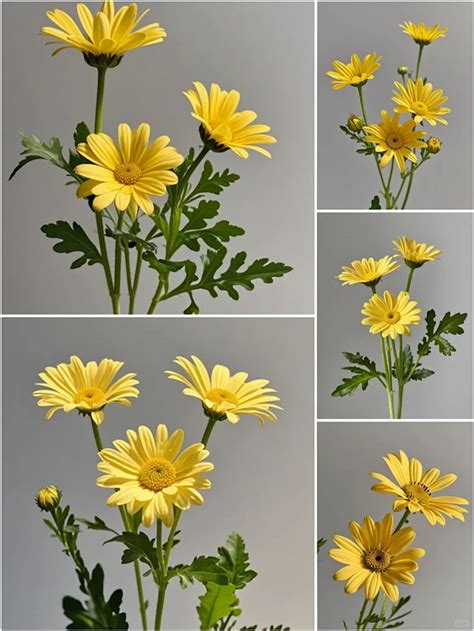 绘画素材1000更～黄色小雏菊 小红书 花瓣网