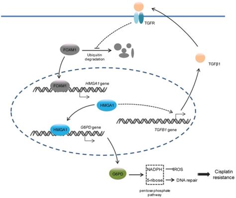 The Tgfβ1 Foxm1 Hmga1 Tgfβ1 Positive Feedback Loop Increases The