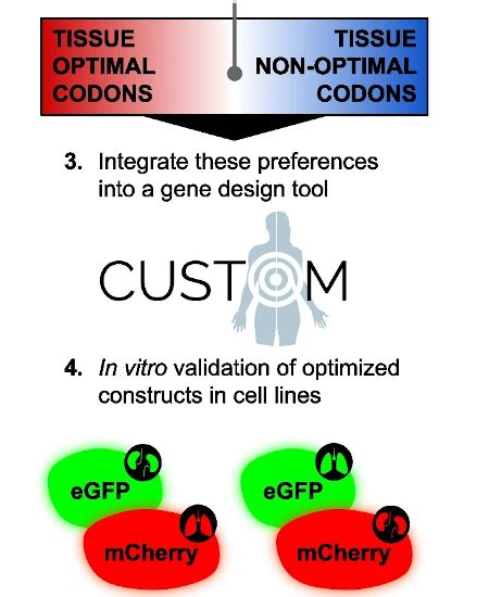 Using Protein Per Mrna Differences Among Human Tissues In Codon Optimization