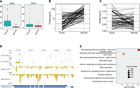 Frontiers Distinct Binding Pattern Of Ezh2 And Jarid2 On Rnas And Dnas In Hepatocellular