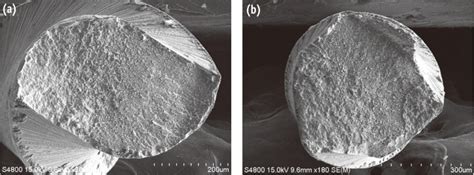 Scanning Electron Micrographs Of Fracture Surface Of Separated Download Scientific Diagram