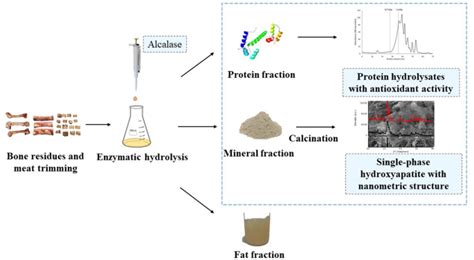 猪副产品的价值化：蛋白质水解物和羟基磷灰石生产的联合工艺 Bioresources And Bioprocessing X Mol