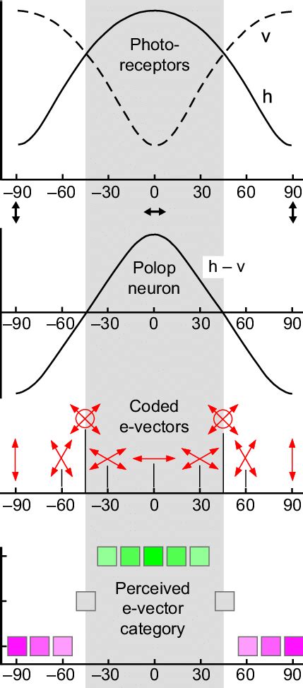 E Vector Coding Properties Of An Orthogonal Dipolatic D System A Download Scientific