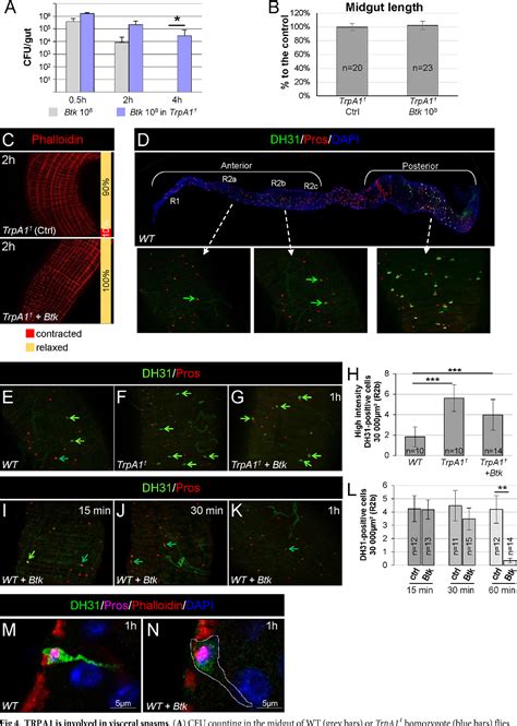 Figure 4 From The Dh31 Cgrp Enteroendocrine Peptide Triggers Intestinal Contractions Favoring