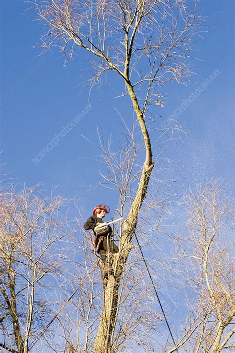 Tree Surgery Stock Image E Science Photo Library