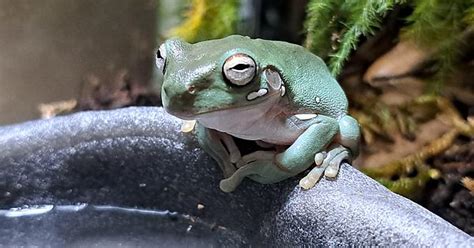 Geno The Australian Whites Tree Frog Album On Imgur