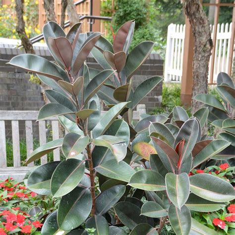 Ficus Elastica Flower