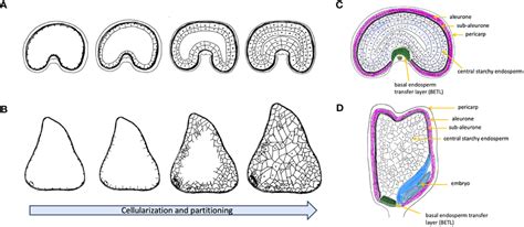 Schematic Representation Of Early Endosperm Cellularization Process Download Scientific Diagram