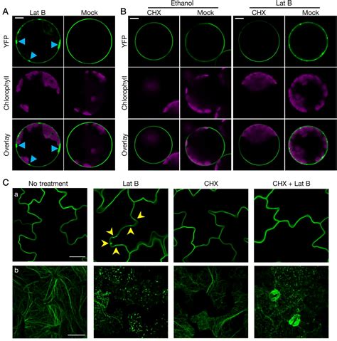 Frontiers Subcellular Spatial Regulation Of Immunity Induced