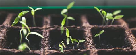 Increased Levels Of Co2 Are Proving To Be Too Much Of A Good Thing For