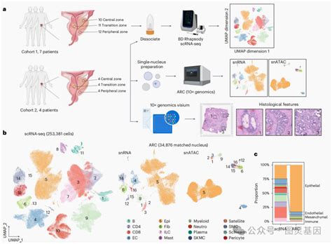 Nat Genet ｜ 长征医院：前列腺单细胞图谱揭示起源细胞 知乎