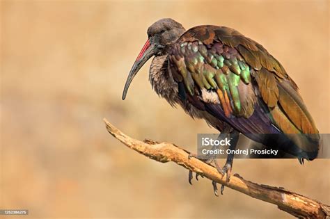 탄자니아 자연 서식지에서 나뭇가지에 긴 지폐가 앉아 있는 사다 이비스 보스트리키아 Hagedash 자연에서 희귀 한 새