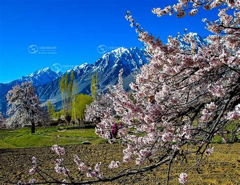 Spring Cherry Blossom Tour 2025 Skardu And Hunza Pakistan