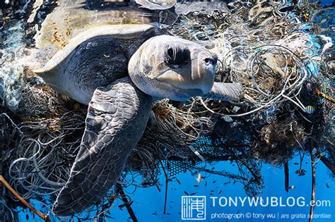 Olive Ridley Turtle Entangled In Ghost Fishing Net