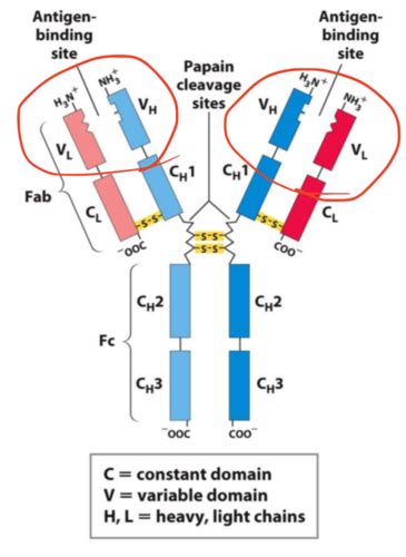 Immunology Immunoglobulin Flashcards Quizlet