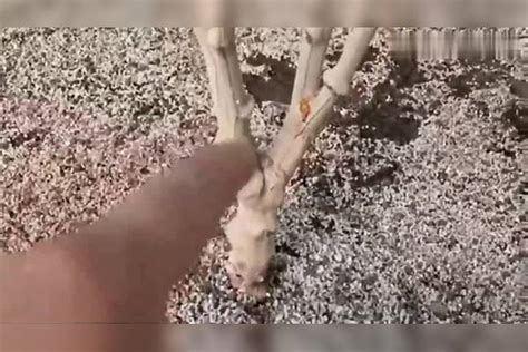 小哥嫁接多年生辣椒一颗就能结上千棵是怎样嫁接成功的呢 结上 辣椒 成功