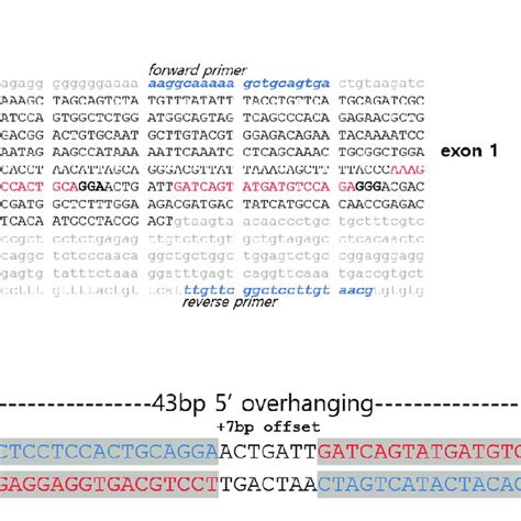 Knockout Of Chicken Myostatin Mstn Gene And Identification Of Mutant