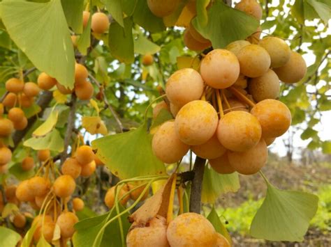 은행의 계절은행나무 열매가 다닥다닥 많아요 네이버 블로그