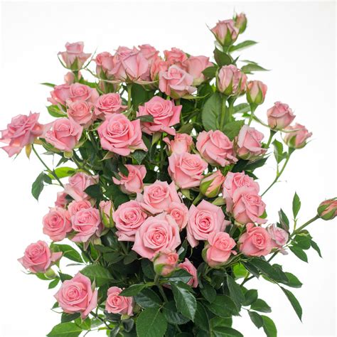 Odilia Bliss Flora Limited