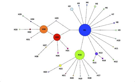 Haplotype Network Based On Concatenated Mitochondrial 16s Rrna And Download Scientific
