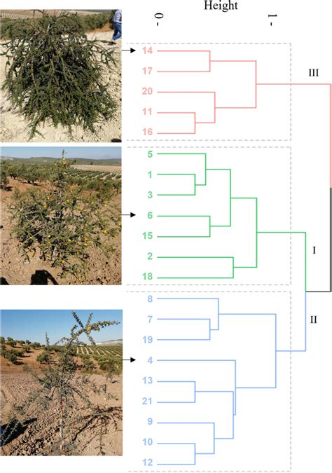 Dendrogram Of Qualitative Characteristics Among 21 Collected Trees Of
