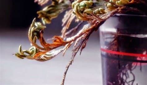 Αυτό είναι το φυτό που ΔΕΝ ΠΕΘΑΙΝΕΙ ΠΟΤΕ… Το «ΡΟΔΟ της ΠΑΝΑΓΙΑΣ που μπορεί να παραμείνει επί