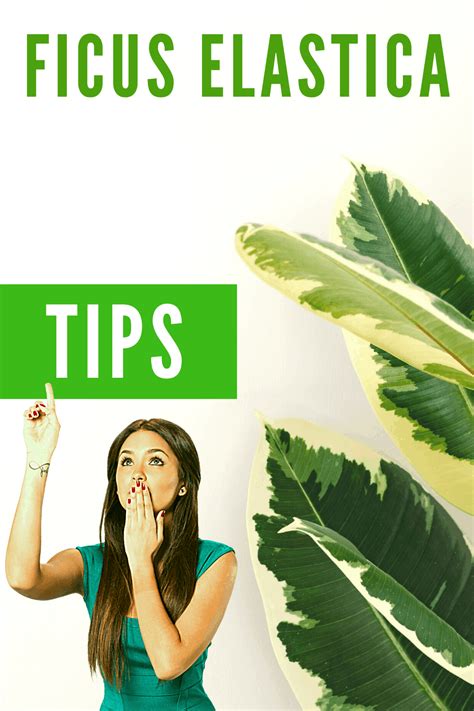 Rubber Plant Care Ficus Elastica Growing Guide