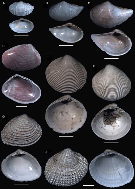 Bivalve Shells From Eastern Sumatra Indonesia Sample Number Is Given
