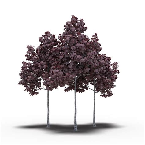 Premium Photo Group Of Trees With A Shadow Under It Isolated On