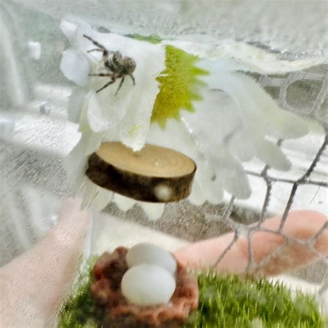 Custom Jumping Spider Enclosure Read Description Etsy