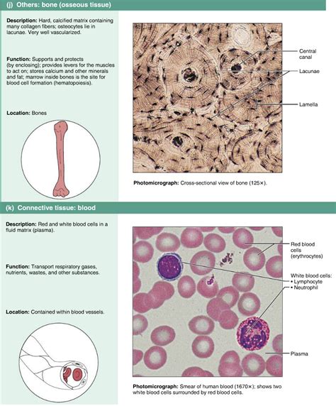 Bone Osseous Tissue Types Structure Function Importance Science Hot Sex Picture