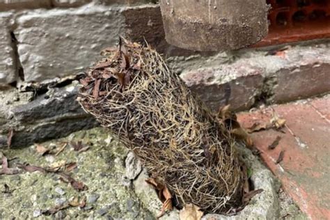 Preventing Blocked Drains Caused By Tree Roots In Pipes Drainpro