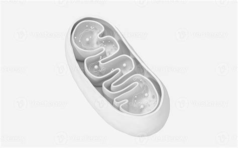 Cross Section View Of Mitochondria Medical Info Graphics On White Background 3d Rendering