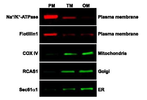 How To Choose Membrane Protein Isolation Kits Stratech