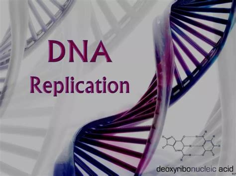 PPT DNA Replication PowerPoint Presentation Free Download ID 2613199