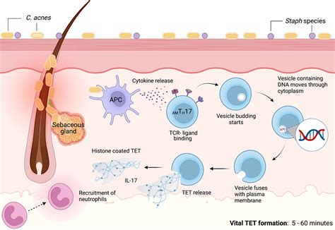 Frontiers T Cell Extracellular Traps Tipping The Balance Between