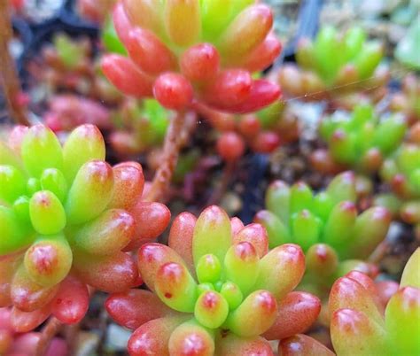 Jelly Beans Plant Sedum Rubrotinctum Care Indoors And Propagation