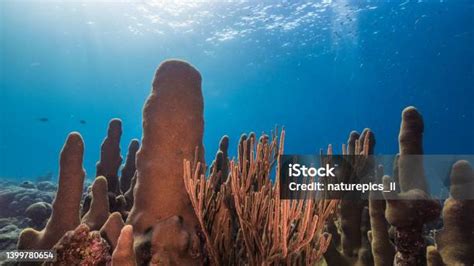 카리브해의 산호초에있는 다양한 물고기 기둥 산호 및 스폰지가있는 바다 풍경 Curacao 기둥산호에 대한 스톡 사진 및 기타 이미지 Istock