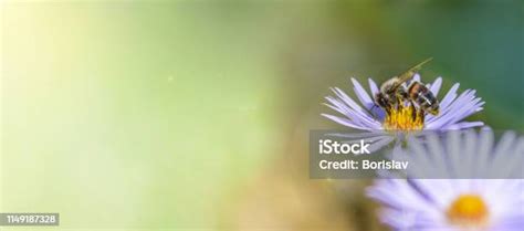 배너 꿀벌은 보라색 꽃에 꿀을 수집 합니다 광고 서명 아래에 올바른 위치 벌에 대한 스톡 사진 및 기타 이미지 벌 5월 개화기 Istock