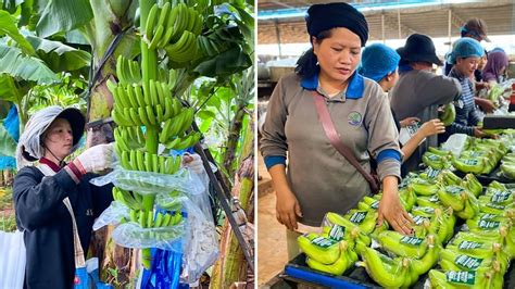 «ចេកអំបូងលឿង របស់ក្រុមហ៊ុន ឡុង ស្រេង ត្រូវប៉ាន់សម្រាប់ទីផ្សារចិន និងជប៉ុន