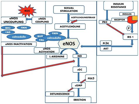 Erectile Dysfunction Ed Models Creative Bioarray Creative Bioarray Creative Bioarray