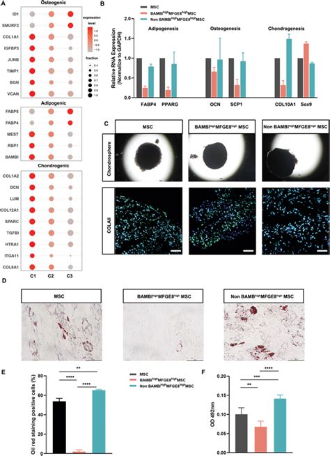 Primed Osteochondrogenic Bambihighmfge8high Uc‐mscs Had Compromised