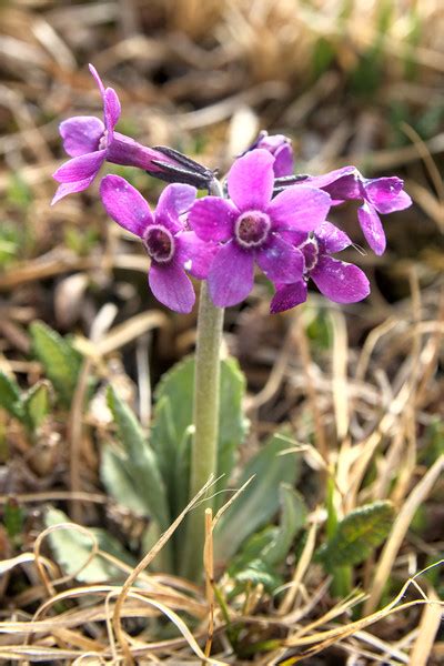 Arctic Primrose Primula Pumila Alaska Wildflower Guide